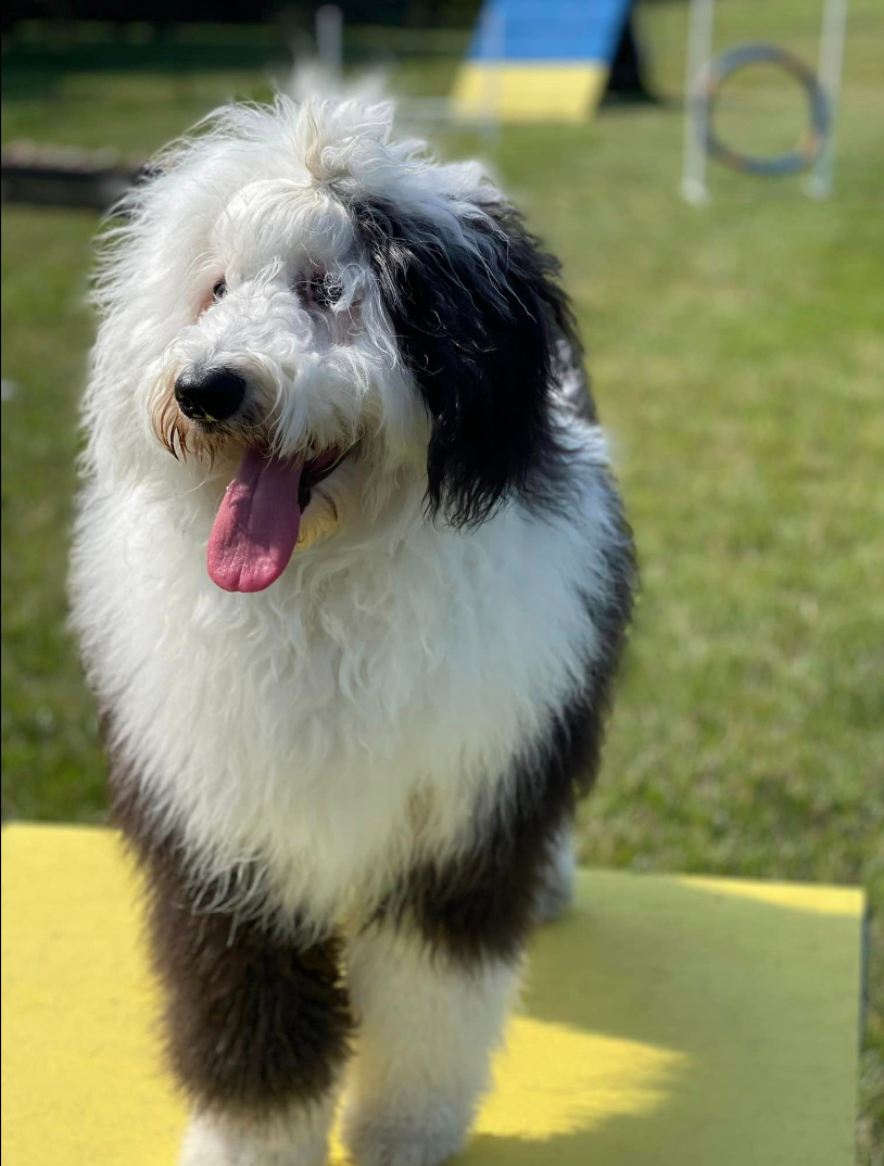 English Doodle Black